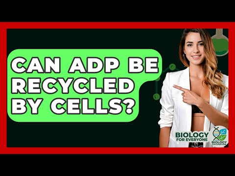 Can ADP Be Recycled By Cells? - Biology For Everyone