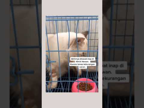 Distemper Kucing bisa SEMBUH !