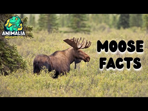 Incredible Moose Facts You Can't Miss!