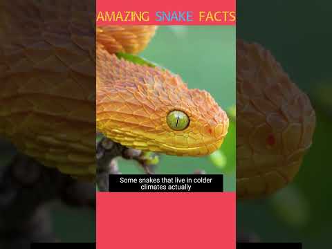 π Amazing Snake Facts You HAVE To See π² #shorts