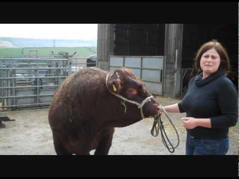 Rachel Hallos - Diversification in Farming 2.