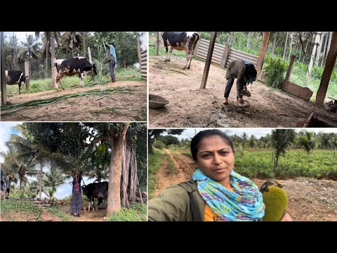 ಜಸ್ಟ್ ಮಿಸ್ ಆಗಿದ್ರೆ ಅಷ್ಟೇ ಕಥೆ????♀️/ಸದ್ಯ ಏನು ಆಗ್ಲಿಲ್ಲ ????/#sanjuvillagevlog