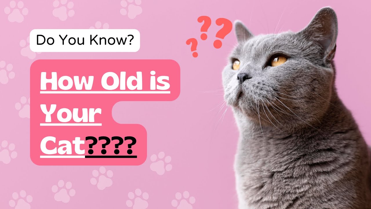 How to Estimate Your Cat's Age | Vets Now |