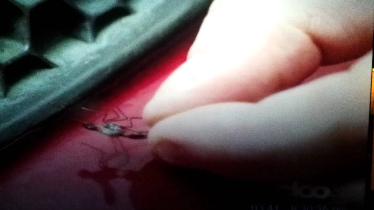 Cloo Commercial: Grateful Dead Sticker...Dancing Bear?