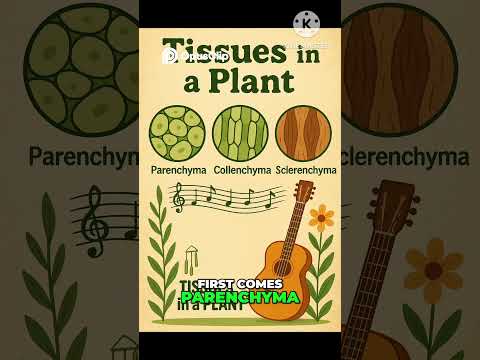 Tissues in a Plant 🌿 | Educational Song for Kids | Parenchyma, Collenchyma, Sclerenchyma Explained