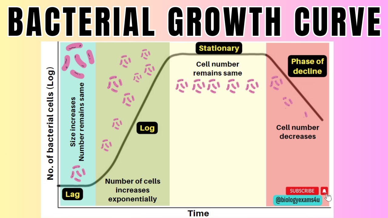 Bacterial Growth Curve in 2 minutes|4 Phases of Microbial Growth Curve🦠| Microbiology@biologyexams4u