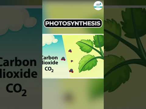 Photosynthesis: The Ultimate Plant Power 🌱 #PlantScience
