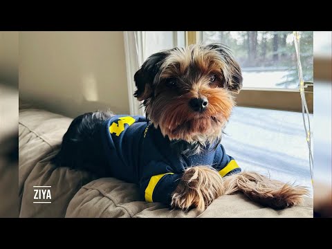 Pet Pics Sweepstakes: Our winter companions offer warmth