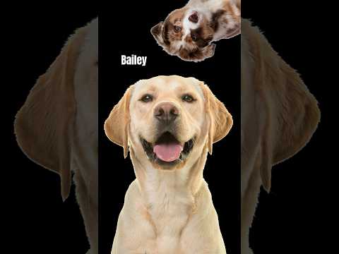 Meet the Cutest Dogs! Good Dog Names for Rescue Dogs
