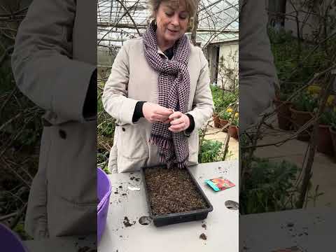 Grow Dahlias from seed - Bishop's Children
