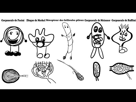 Les récepteurs de la sensibilité tactile - Prise de Notes - Neurosciences - Perception #4