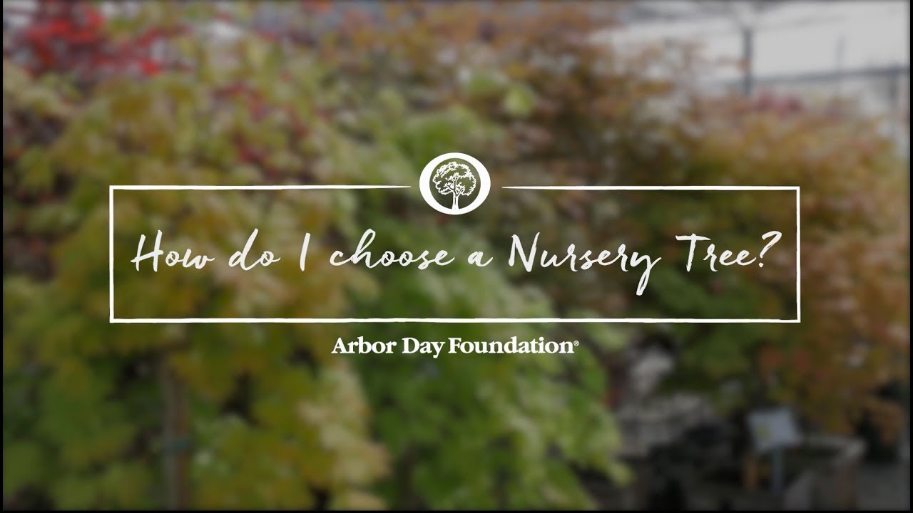 Ask an Arborist: How do I Choose a Nursery Tree?
