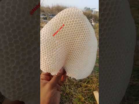 bee honey🐝farming | pure honey order now7031697732 | #shorts #like #beefarming #shots #beehoney #bee