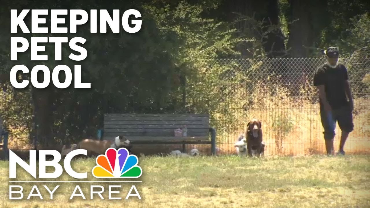 How to keep pets cool, safe during July Fourth heat wave