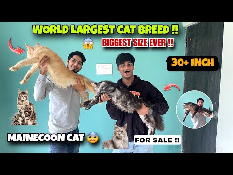Imported Maine Coon Cat 😱 World Largest Cat Breed | Mainecoon Cat For Sale | Mainecoon Cat In India