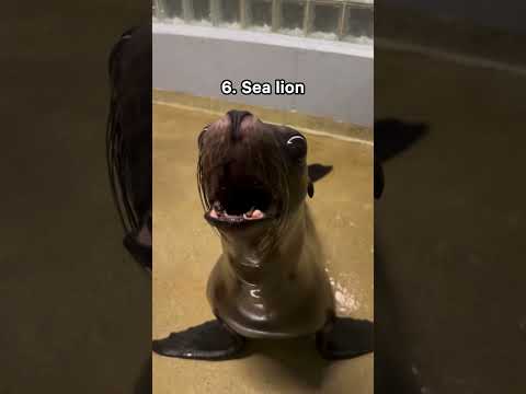 11 weird animal sounds