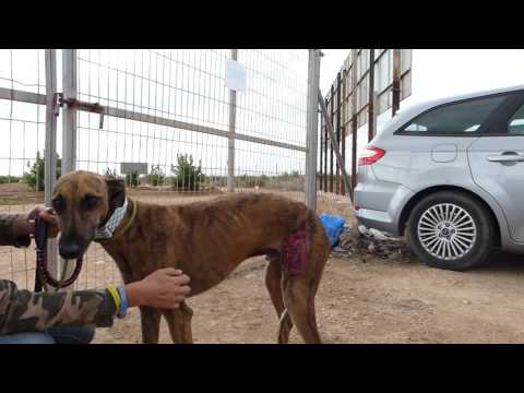 WHAT IS A GALGO? WHAT IS GALGOS DEL SOL?