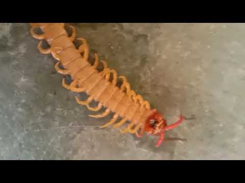 pest control | centipede |गोम | Apex Biotech Pest Control Shorts