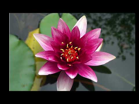 Upanishads Audio Book: Chandogya Upanishad