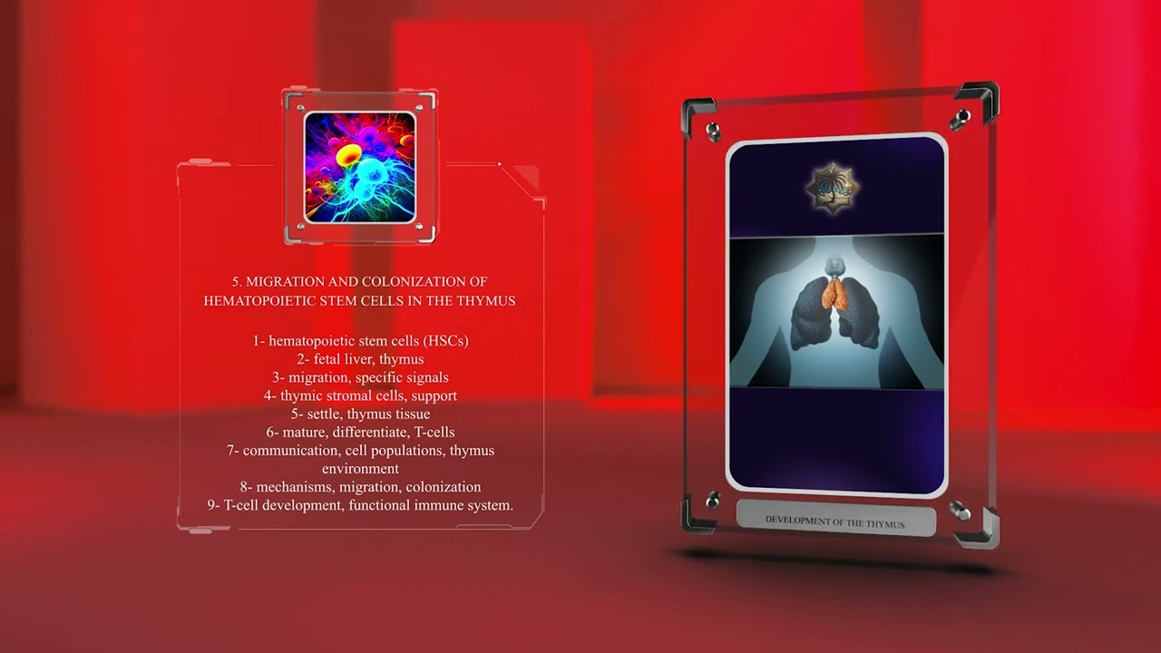 Development of the Thymus