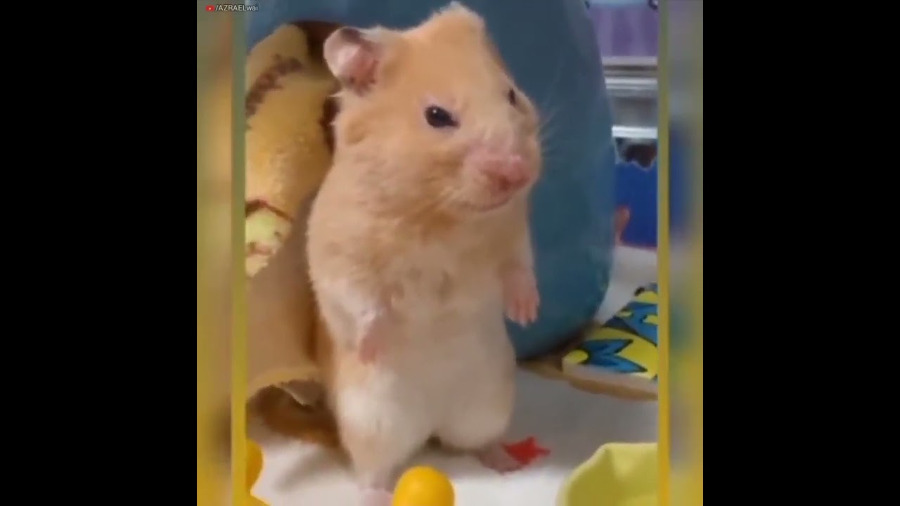 Sad Hamster | Meme Template