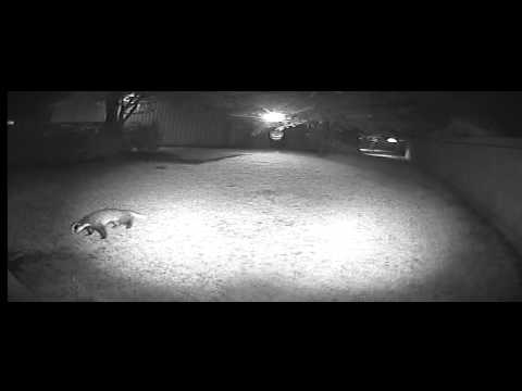 Badger Video 1