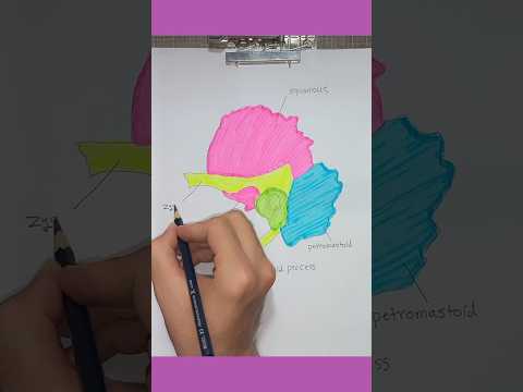 Temporal Bone parts #anatomy #temporal #head