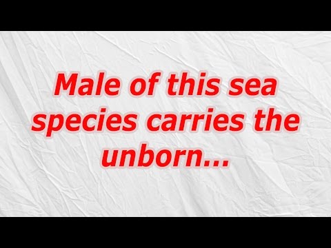 Male of this sea species carries the unborn (CodyCross Answer/Cheat)