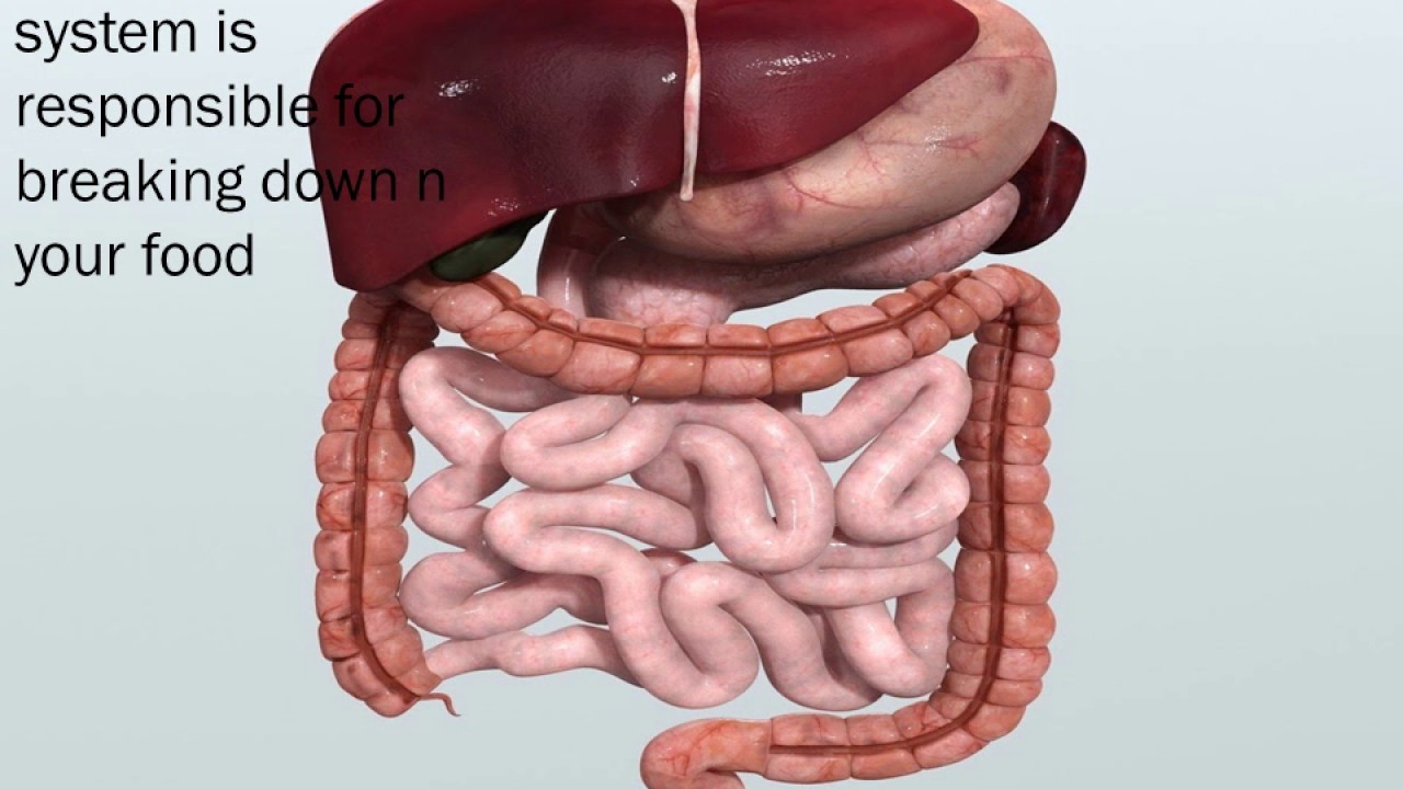 The liver song pptx2