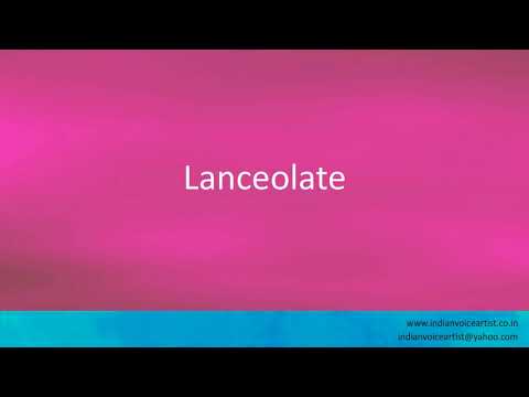 Pronunciation of the word(s) "Lanceolate".