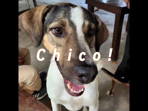 Dog for adoption - Chico, a Treeing Walker Coonhound & Black Labrador ...
