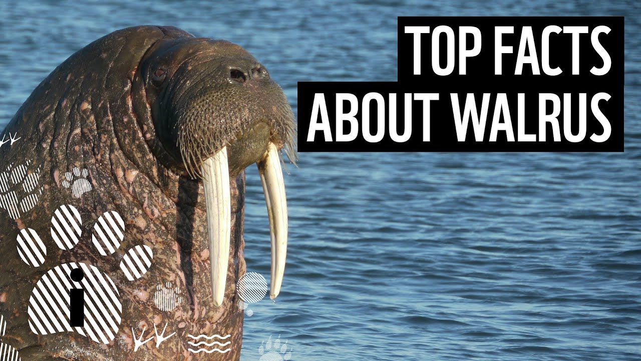 Top 10 Walrus Facts | Animal Fun Facts | WWF