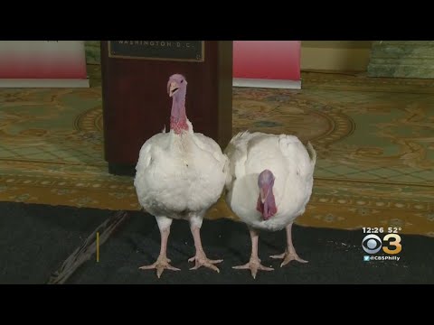 Turkeys Arrive In Washington For Presidential Pardon