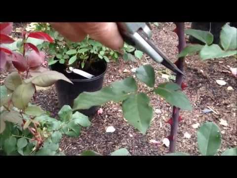 How to Prune a Hybrid Tea Rose Bush