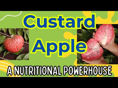 Supercharge Your Nutrition: Add Custard Apples to Your Diet| #health #natural #custardapple