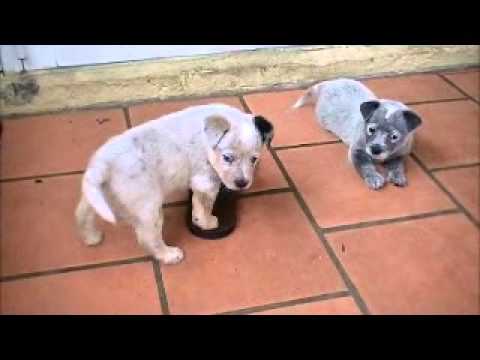 My Blue Heeler (Australian Cattle Dog) and her puppies