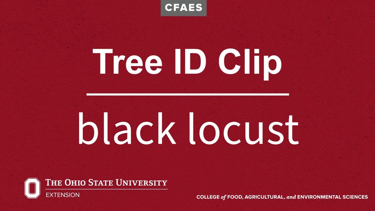 Tree ID Clip: black locust
