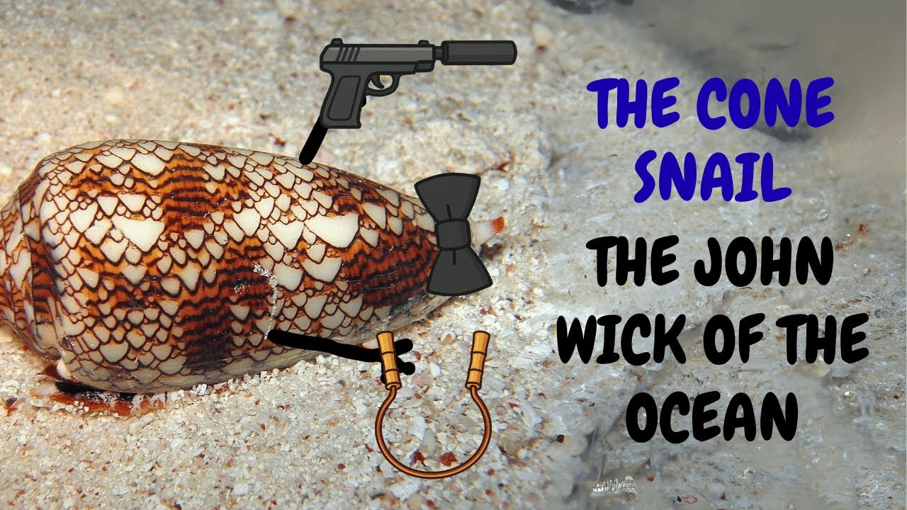 Cone Snails: The John Wick of The Ocean( snail refused to answer questions without its lawyer)