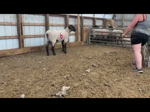 Harvesting Heterosis 5- Lot 6