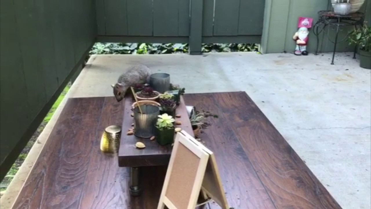 AIN’T NUTTIN BUT A SQUIRREL PARTY