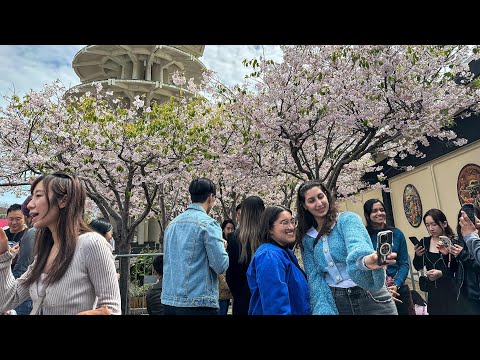 🌸Cherry blossom festival San Francisco 2023🌸 Japantown sf spring walk - 4k hdr, California USA