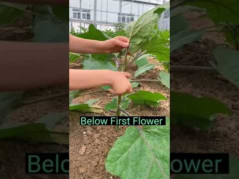 Eggplant Farming Techniques Remove Side Branches #satisfying #short