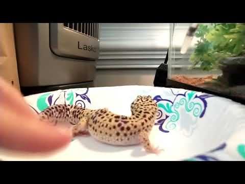 MY LEOPARD GECKO HAS A PARASITE!! giving herald his medicine!!