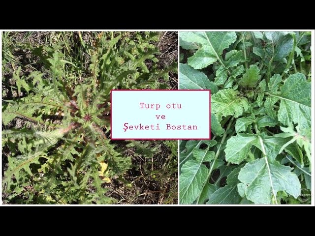 Turp Otunun Hiç Duymadığınız 9 Faydası - Nefis Yemek Tarifleri