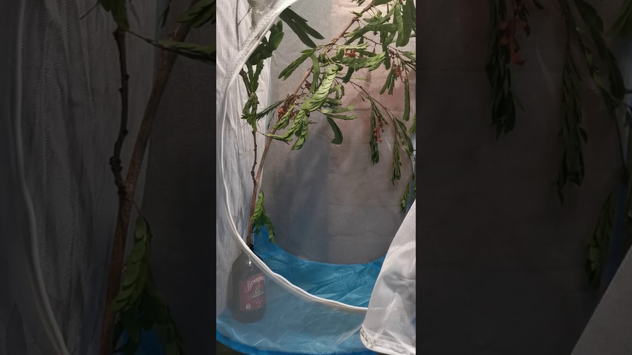 Spiny leaf insects 2020