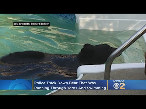 Police Track Down ‘Skinny Dipping’ Bear After It Takes Dip In Pool