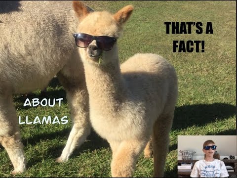 That's A Fact! About Llamas