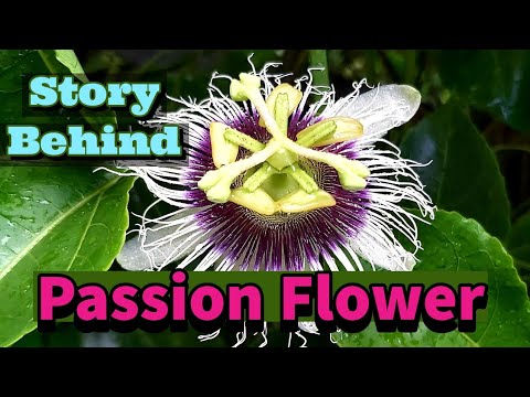 Passion Flower & Story Behind It | Passion Of Christ