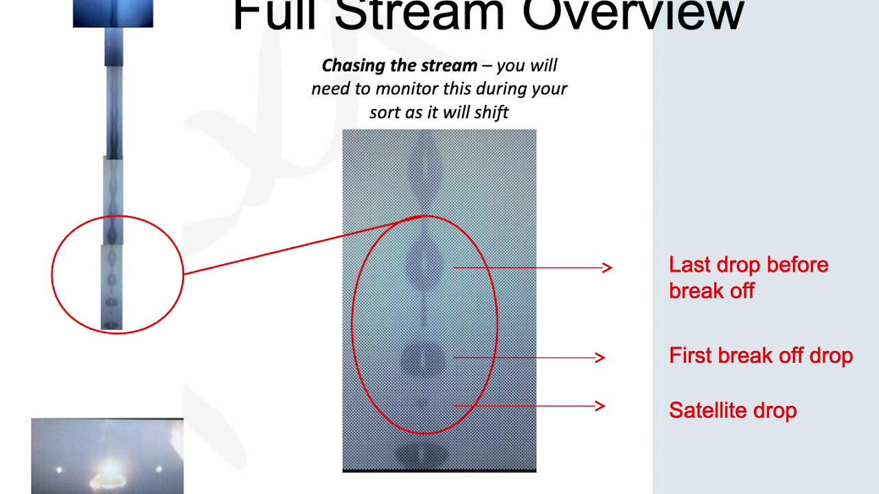 Introductory Workshop to cell sorting on the BD Influx