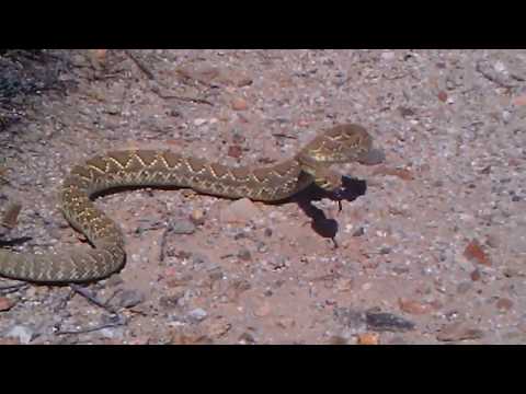 Mojave Green Rattlesnake (Crotalus scutulatus) Sounds Off